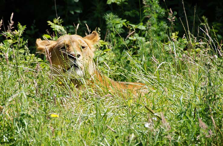 Ree Park Safari - Billeder fra en tur i Ree Park Safari
